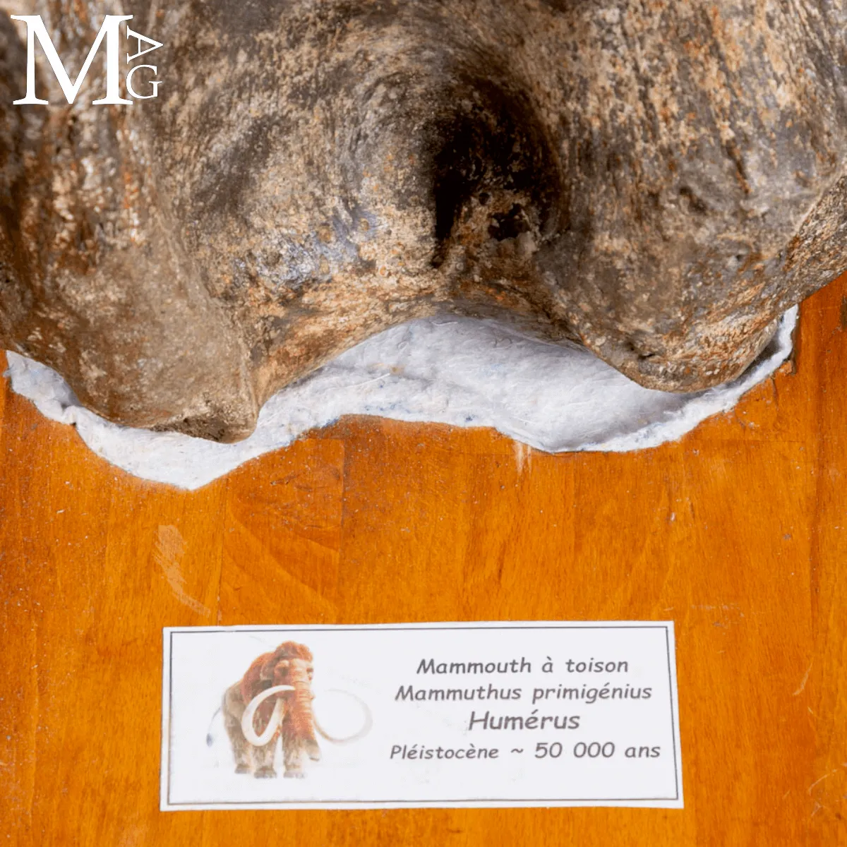 Omero Fossile Di Mammuthus Primigenius Pleistocene ~50 000 Anni